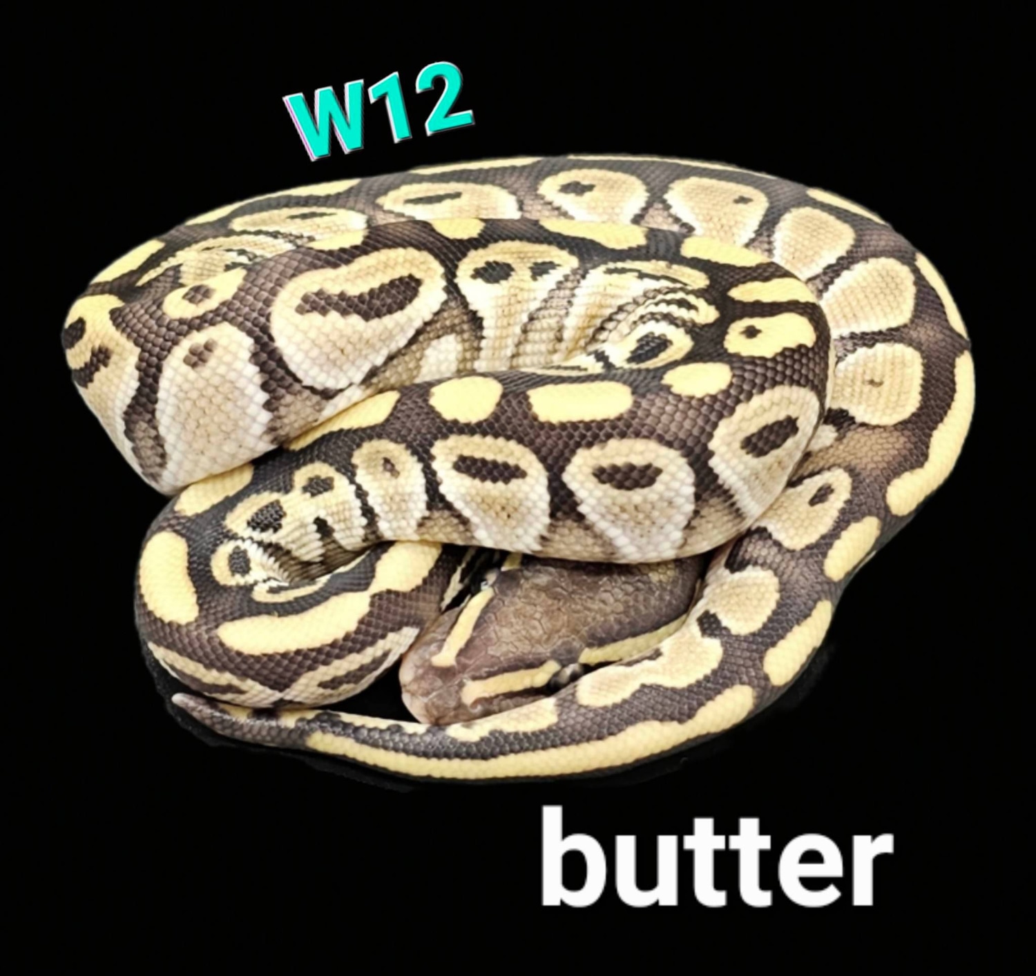 Butter Ball Python by Hutches Clutches - MorphMarket