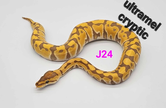 Ultramel Cryptic Ball Python by Hutches Clutches