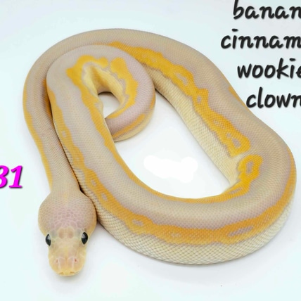 Hutches Clutches - MorphMarket