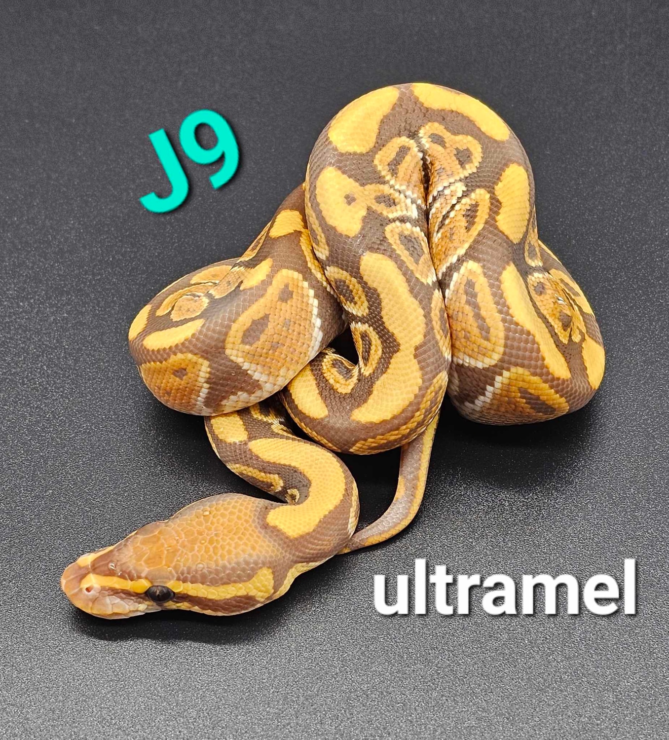 Ultramel Ball Python by Hutches Clutches - MorphMarket