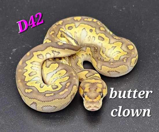 Butter Clown Ball Python by Hutches Clutches