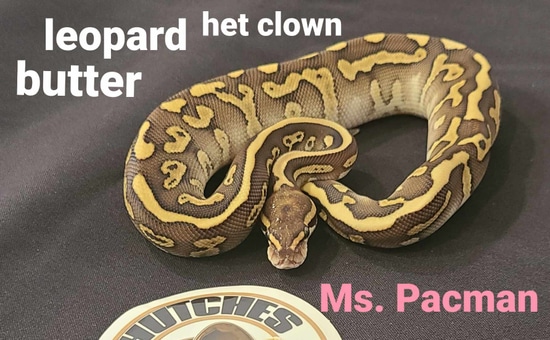 Leopard Butter Het Clown Ball Python by Hutches Clutches