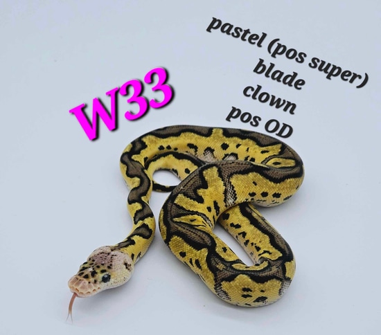 Pastel Blade Clown Poss Orange Dream Ball Python by Hutches Clutches