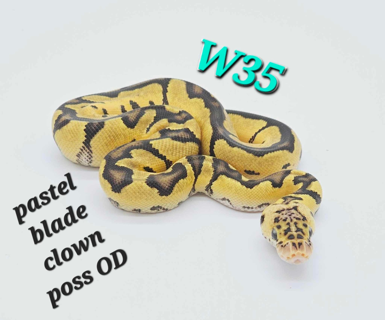 Pastel Blade Clown Ball Python by Hutches Clutches - MorphMarket