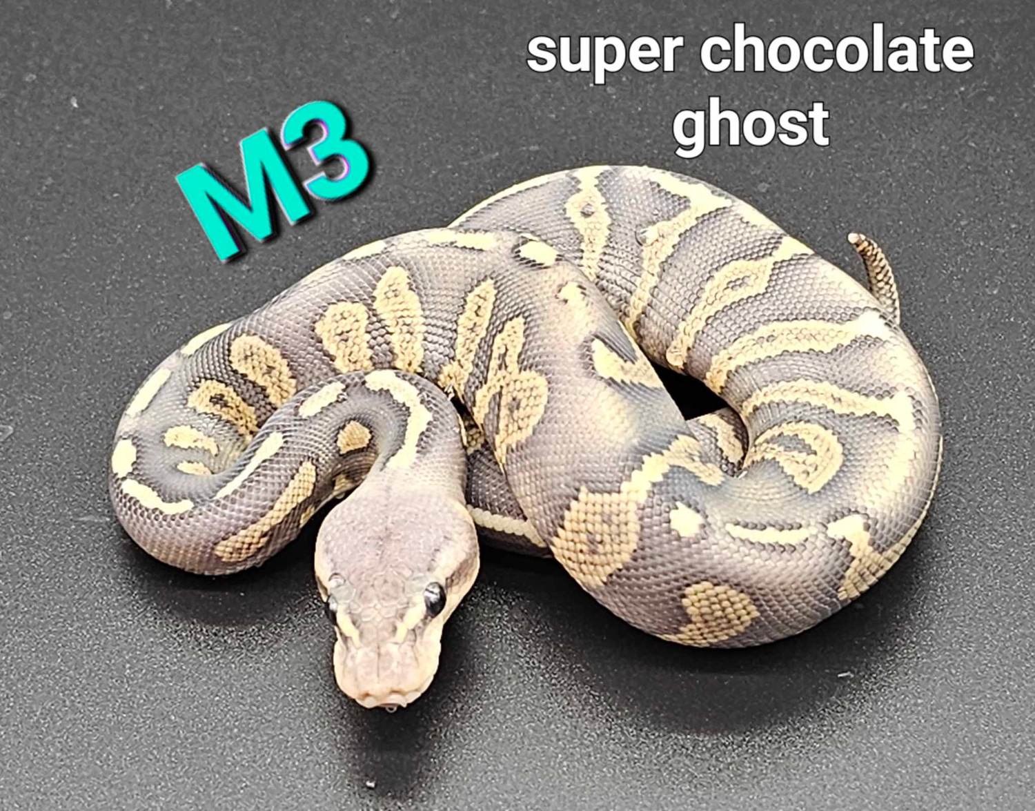 Super Chocolate Ghost Ball Python by Hutches Clutches - MorphMarket