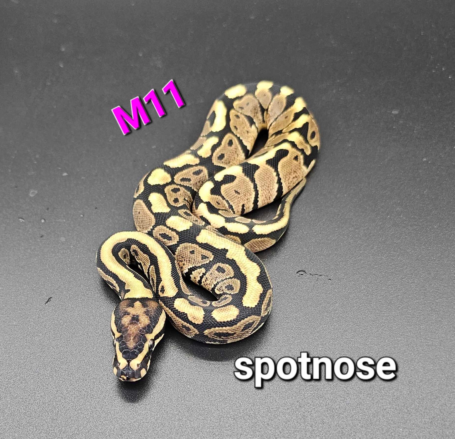 Spotnose Ball Python by Hutches Clutches - MorphMarket
