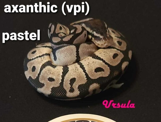 14. Ursula Ball Python by Hutches Clutches