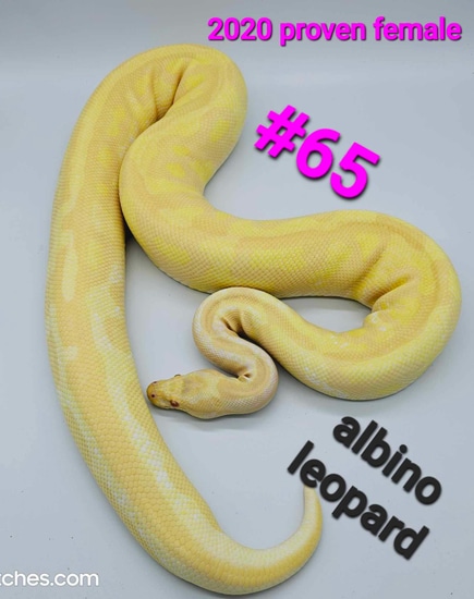 Albino - Leopard Ball Python by Hutches Clutches