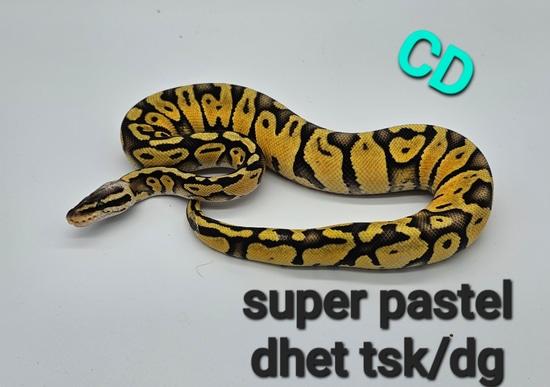 CD. Nemo Ball Python by Hutches Clutches