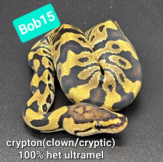 Crypton - Het Ultramel Ball Python by Hutches Clutches