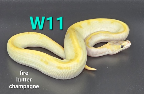 Champagne - Fire - Butter Ball Python by Hutches Clutches