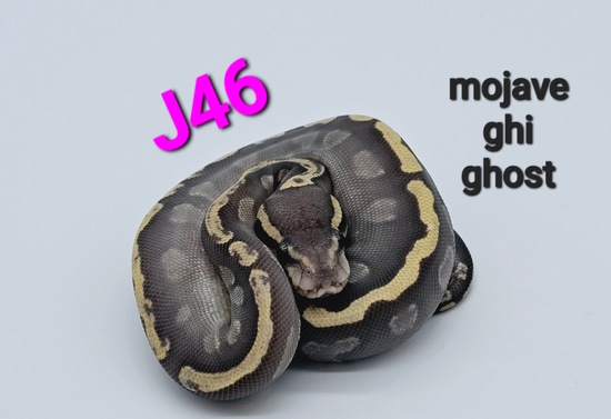 GHI - Mojave - Ghost Ball Python by Hutches Clutches