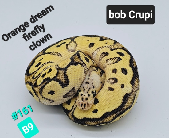 OD - Firefly- Clown Ball Python by Hutches Clutches