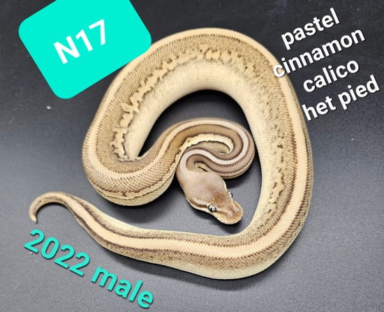 Cinnamon - Calico - Pastel - Het Pied Ball Python by Hutches Clutches