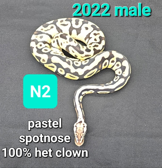 Pastel - Spotnose - Het Clown Ball Python by Hutches Clutches