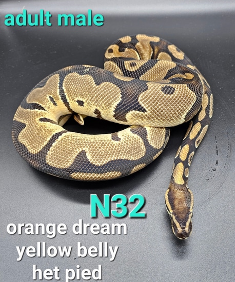 Orange Dream - Yellow Belly - Het Pied Ball Python by Hutches Clutches