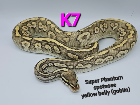 Super Phantom - Spotnose - Goblin Ball Python by Hutches Clutches