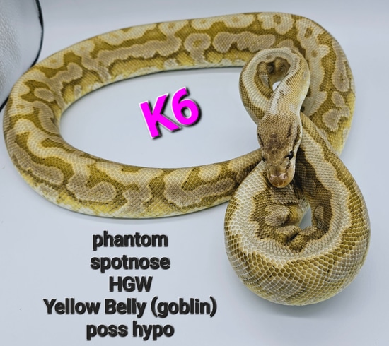 Phantom - Spotnose - Yellow Belly (Goblin) - HGW - Poss Hypo Ball ...