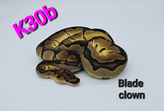 Blade - Clown Ball Python by Hutches Clutches