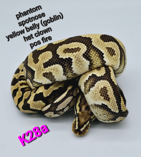 Phantom - Spotnose - Goblin - Het Clown - Pos Fire Ball Python by ...