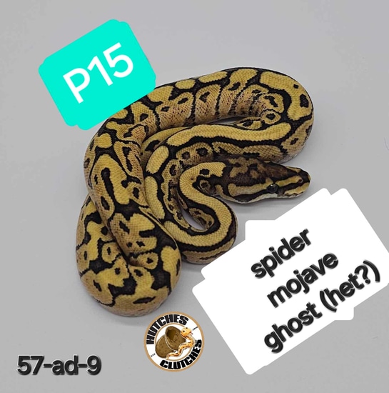 Spider - Mojave - Ghost Ball Python by Hutches Clutches