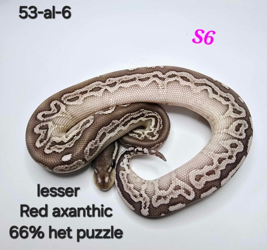 Red Axanthic - Lesser - 66% Het Puzzle Ball Python by Hutches Clutches