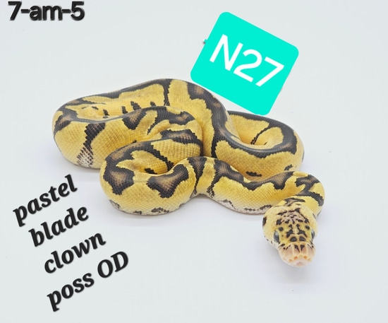 Pastel Blade Clown (Poss Orange Dream) Ball Python by Hutches Clutches