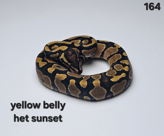 164. Rascal Ball Python by Hutches Clutches