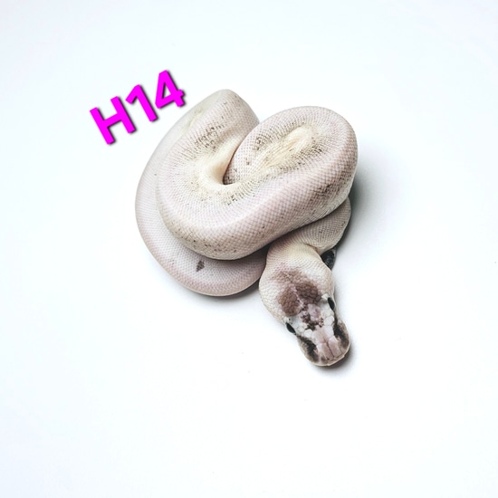 Black Head - Cinnamon - Champagne - Pastel Ball Python by Hutches Clutches