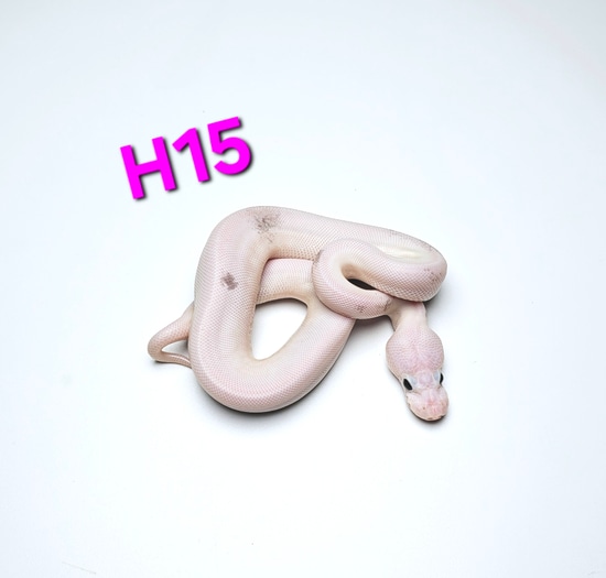 Pastel Gray Matter Ball Python by Hutches Clutches