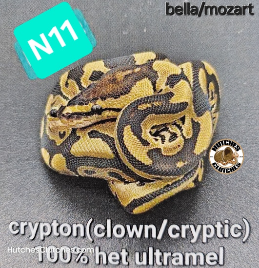 Crypton - Het Ultramel Ball Python by Hutches Clutches