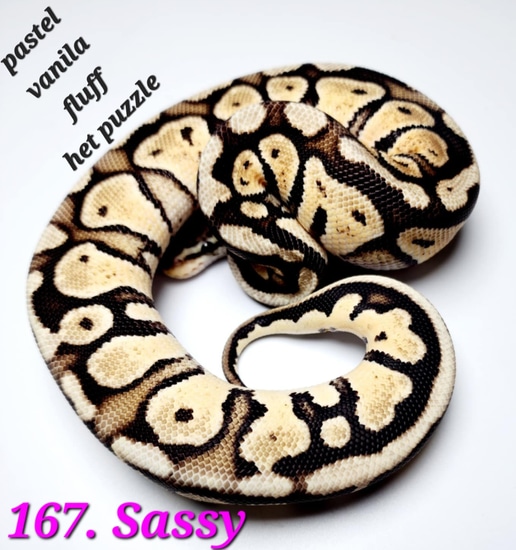 167. Sassy Ball Python by Hutches Clutches