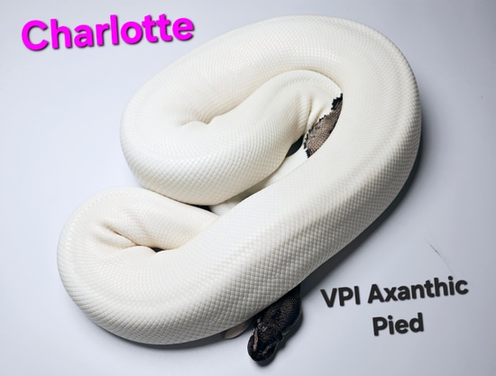 169. Charlotte Ball Python by Hutches Clutches