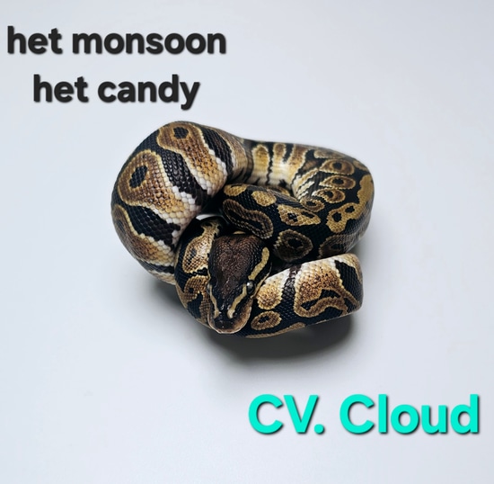 CV. Cloud Ball Python by Hutches Clutches
