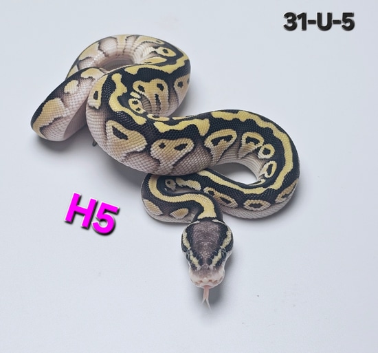 Butter - Poss Fire- Het Cryptic - Het Ultramel Ball Python by Hutches ...