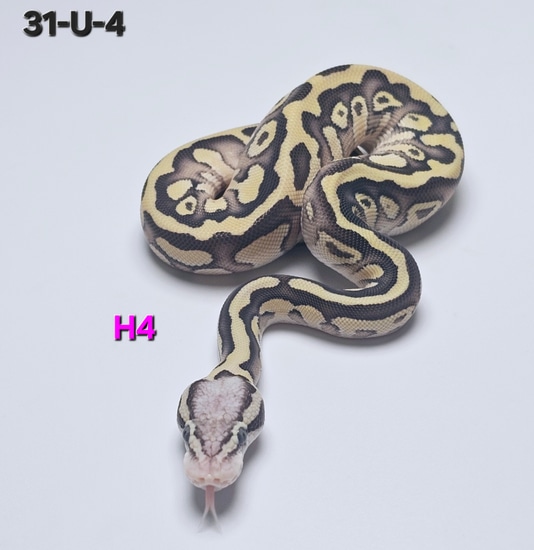 Butter - Het Cryptic - Het Ultramel Ball Python by Hutches Clutches