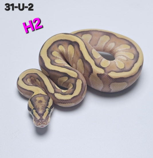 Fire - Enchi - Butter - Het Cryptic - Het Ultramel Ball Python by ...
