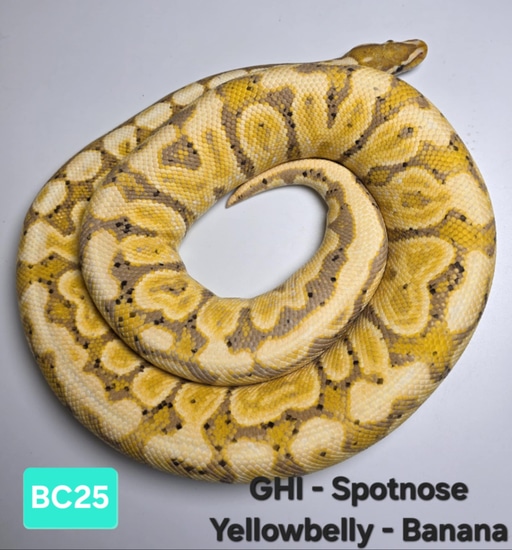 Banana - Yellow Belly - Spotnose - GHI (Female Maker) Ball Python by ...
