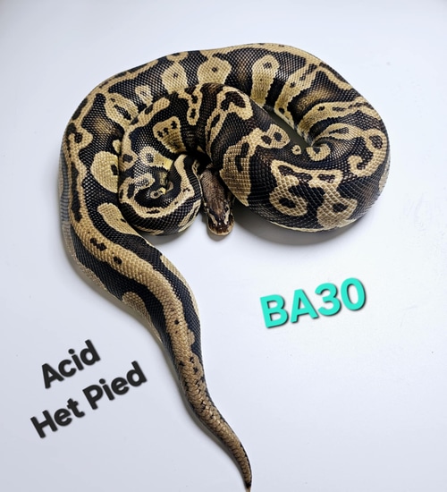 Acid - Het Pied Ball Python by Hutches Clutches