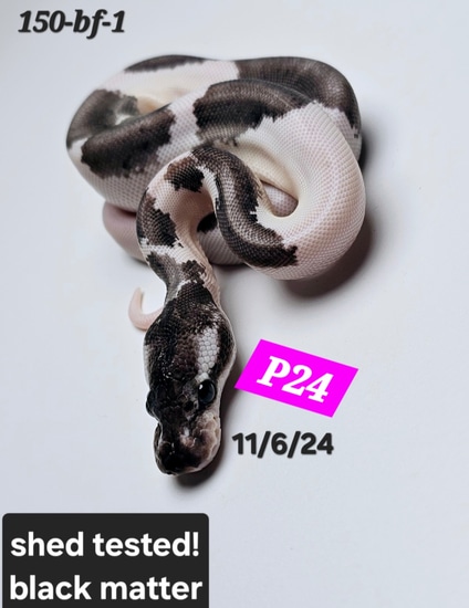 SHED TESTED! Black Matter Ball Python by Hutches Clutches