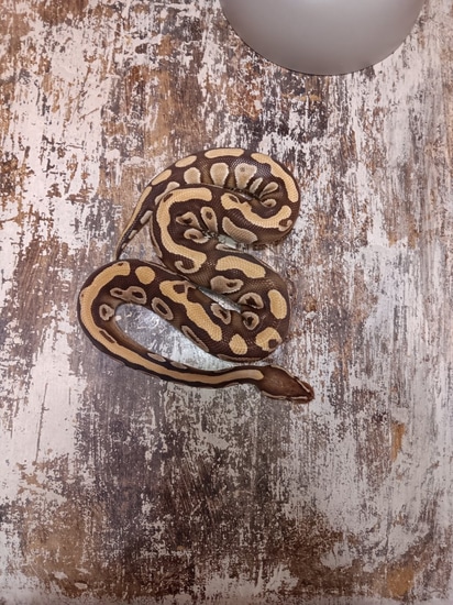 Mojave DH Lavender Albino Clown Ball Python by RC Family Exotics