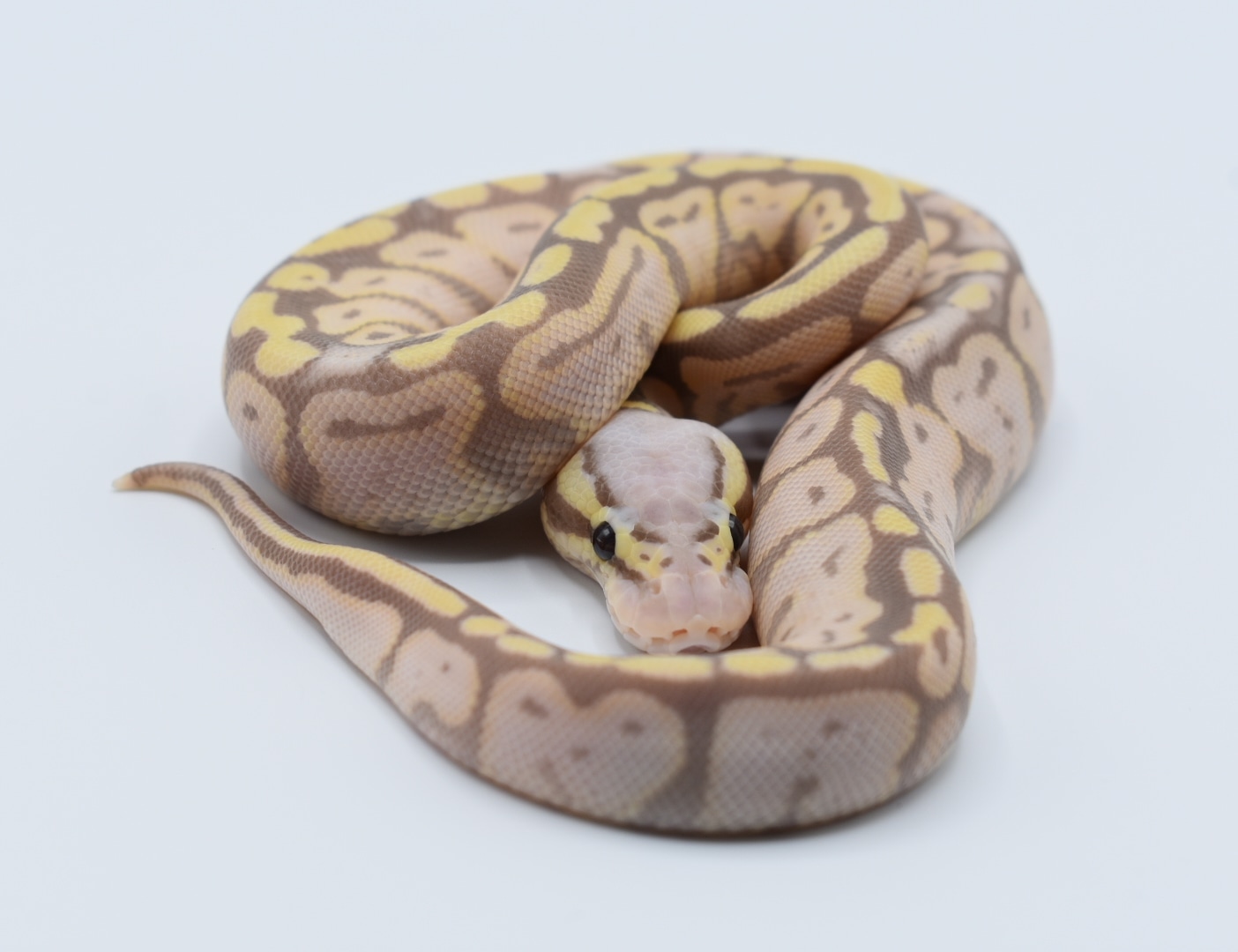 Super Pastel Banana Ball Python by Boopin' Snoots Ball Pythons ...