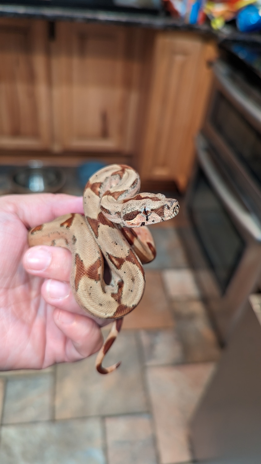 Hypo Jungle Het Leopard 50% Het Kahl Albino Boa Constrictor by Boopin ...
