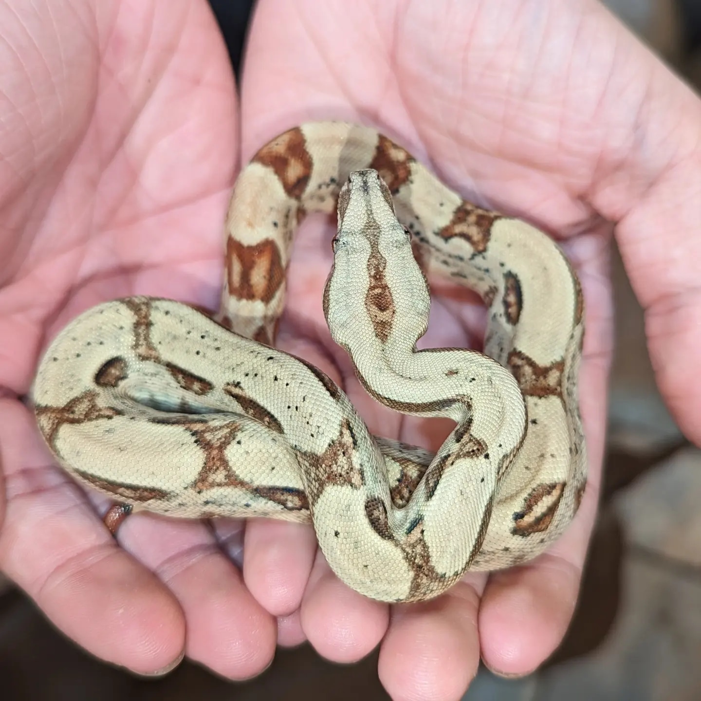 Hypo Het Leopard 50% Het Kahl Albino Boa Constrictor by Boopin' Snoots ...