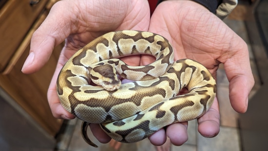 Lesser Blade Het Clown (No Eyes) Ball Python by Boopin' Snoots Ball Pythons