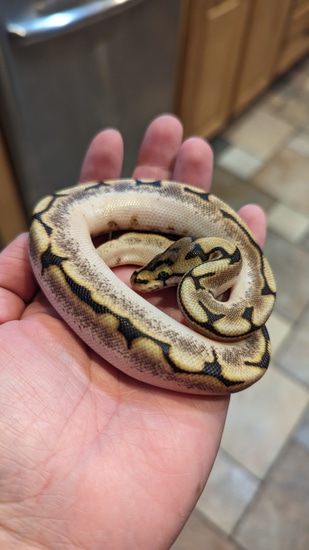 Yellow Belly Calider Het Clown Ball Python by Boopin' Snoots Ball Pythons