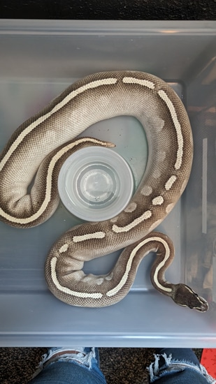 Mystic Potion Ball Python by Boopin' Snoots Ball Pythons