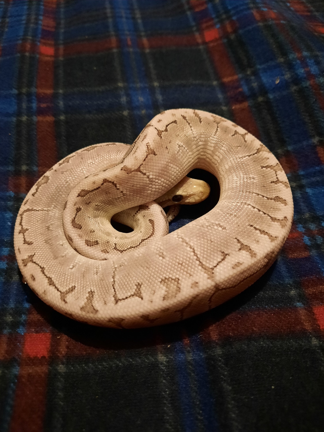 Bamboo Pastel Pinstripe Ball Python by CJP Pythons - MorphMarket