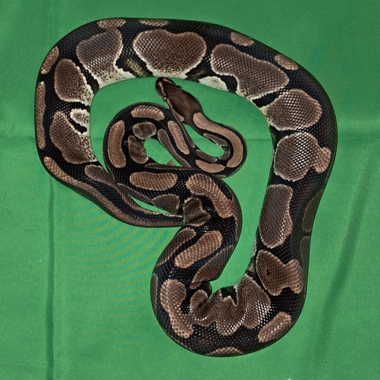 2019 Female Normal Ball Python by CalmByNatureReptiles