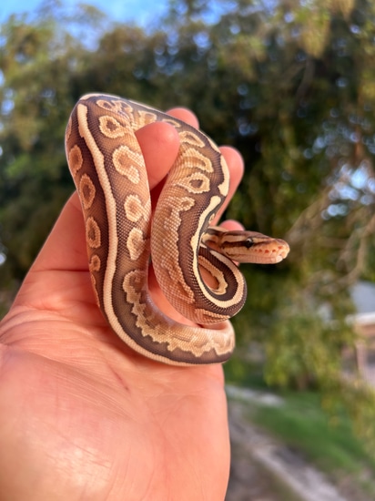 Lesser, Black Pastel, Vanilla, Pastel Ball Python by Calusa Reptiles